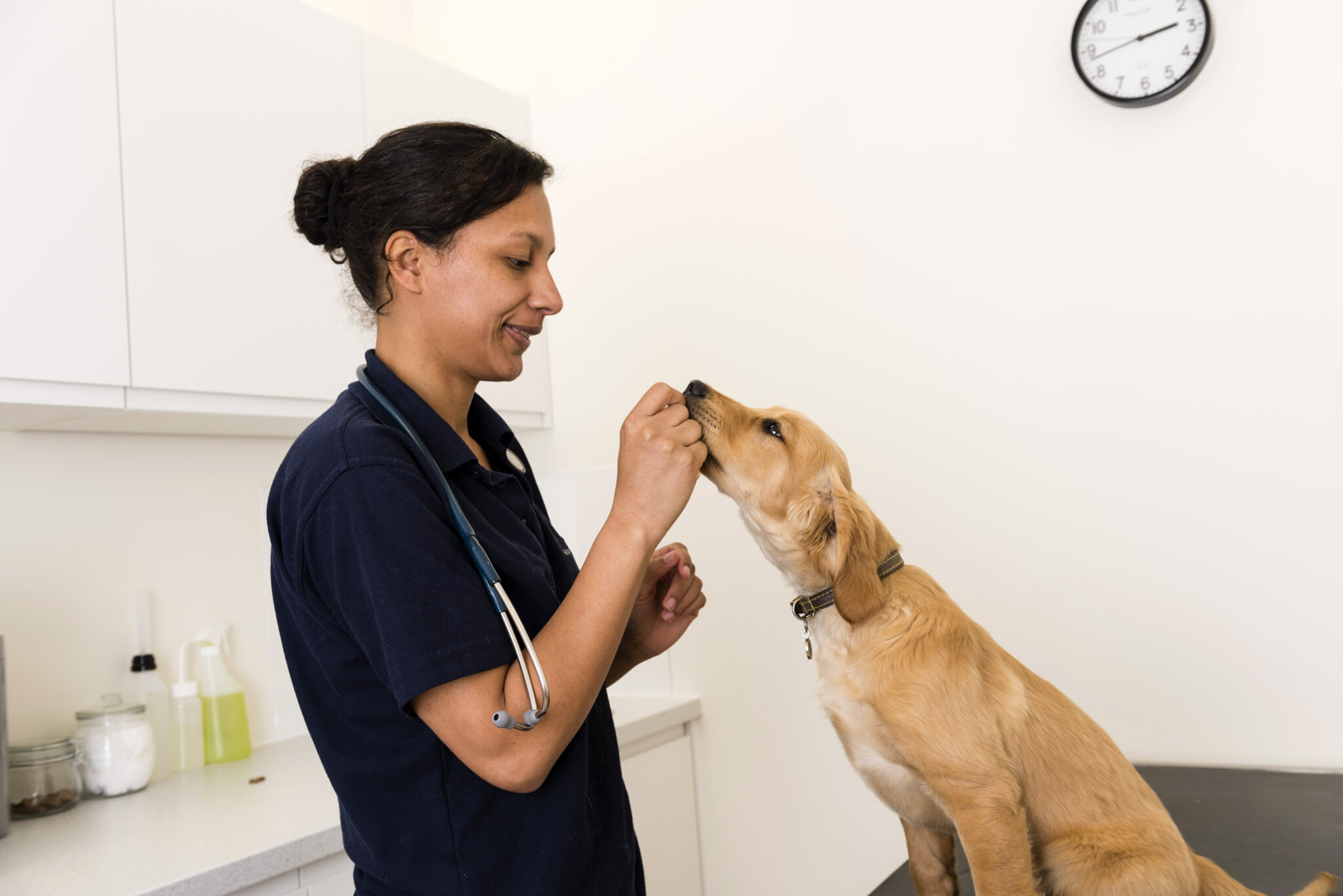 Local Veterinary Centre In Priors Hall Corby | Kings Vets