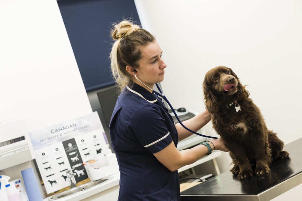 Local Veterinary Centre In Oakham | Kings Vets