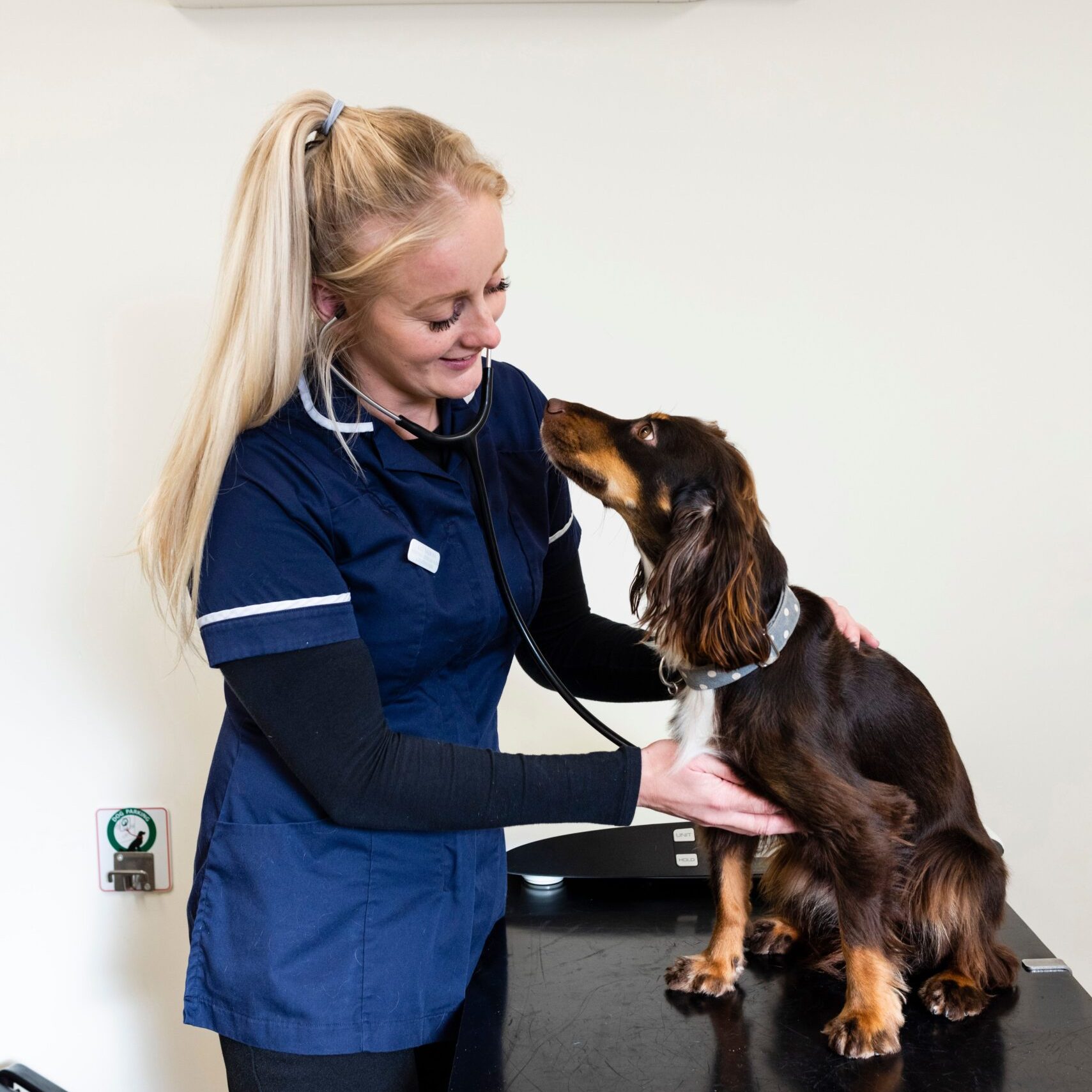 Dog Vaccinations | Kings Vets
