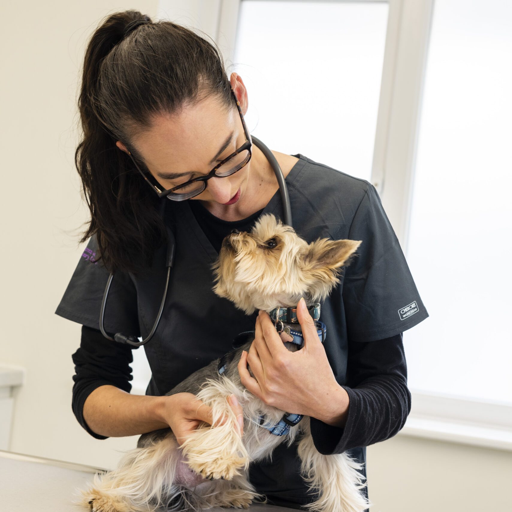 Dog Vaccinations | Kings Vets