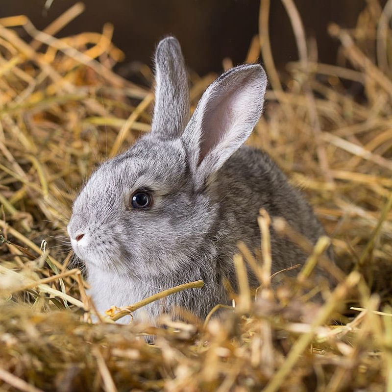 Rabbit Neutering In Leicester | Kings Vets
